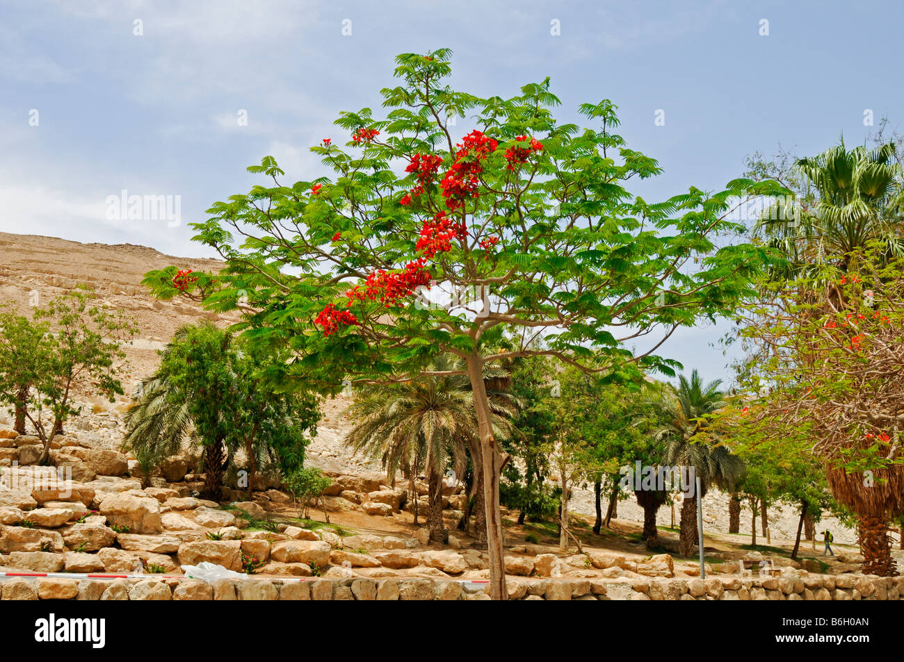 Red flowers on blossomed tree near Dead Sea,Israel,Asia Stock Photo - Alamy