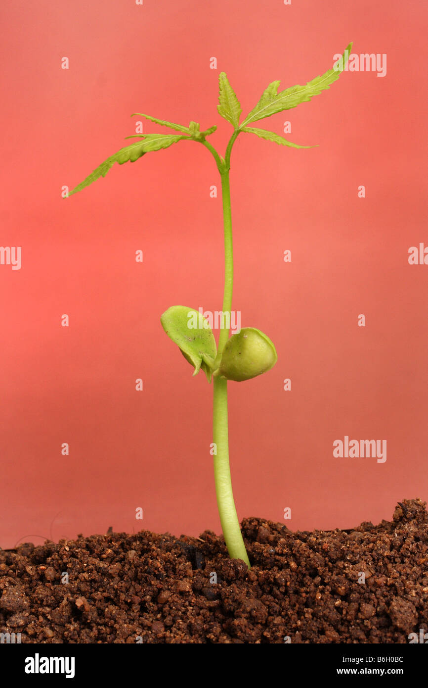 Young sapling with red background Stock Photo - Alamy