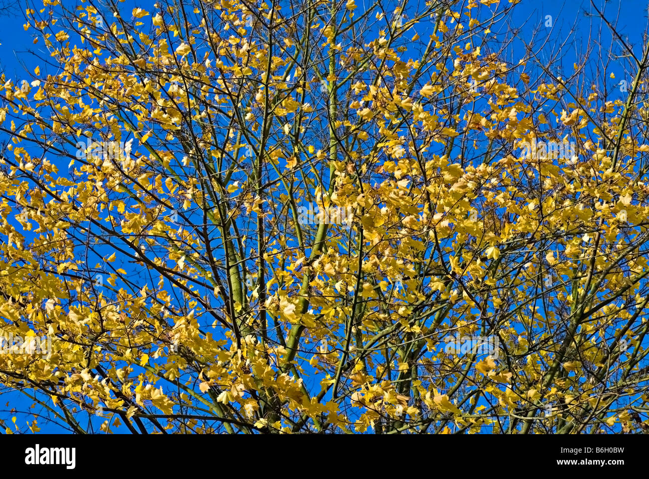 Fall color maple sycamore hi-res stock photography and images - Alamy