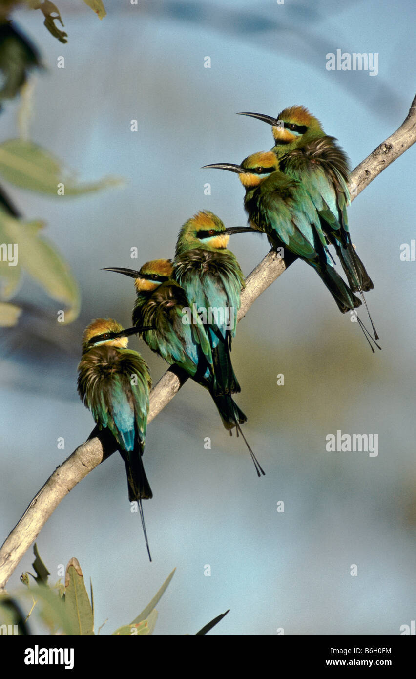 “Rainbow bee-eaters” Australia Stock Photo - Alamy