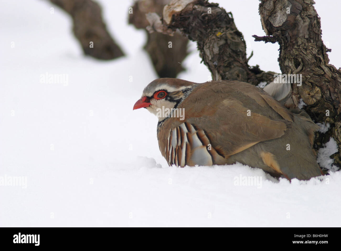 Partridge on snow Stock Photo - Alamy