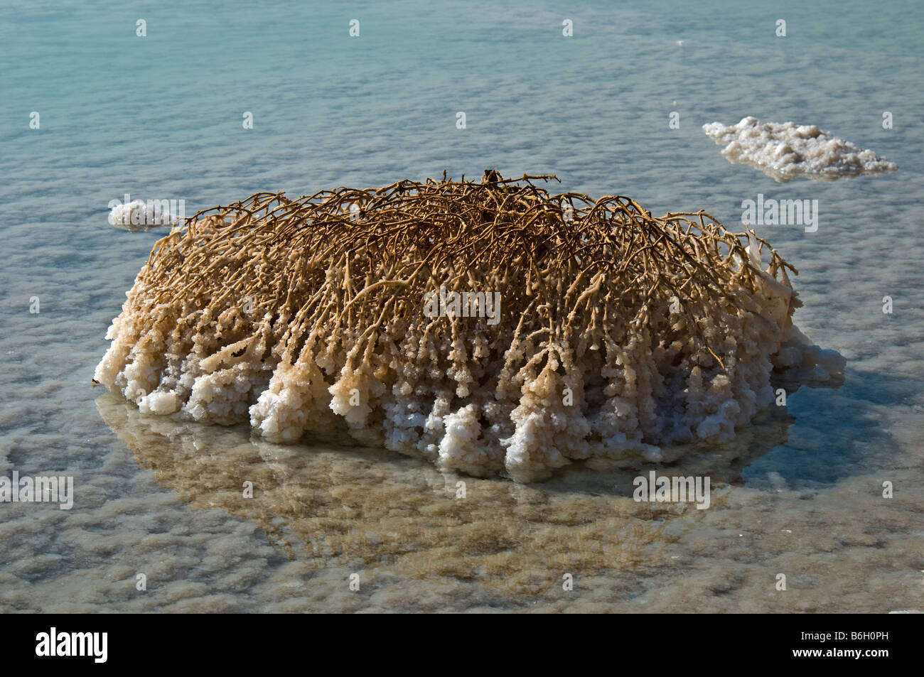 Salt formation on old bush in dead Sea water,Dead Sea,Israel,Asia Stock ...