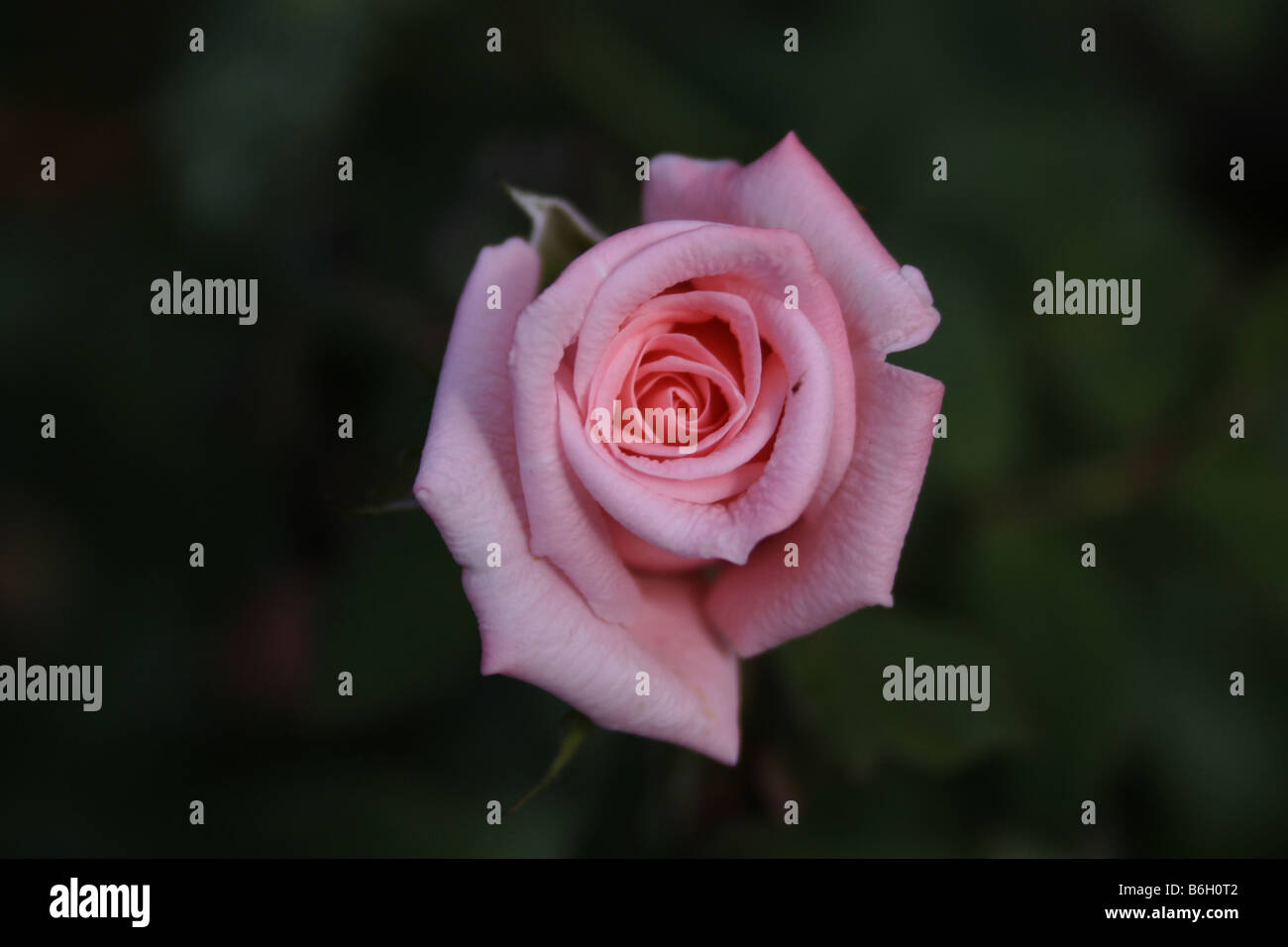 Blooming pink rose flower Stock Photo - Alamy