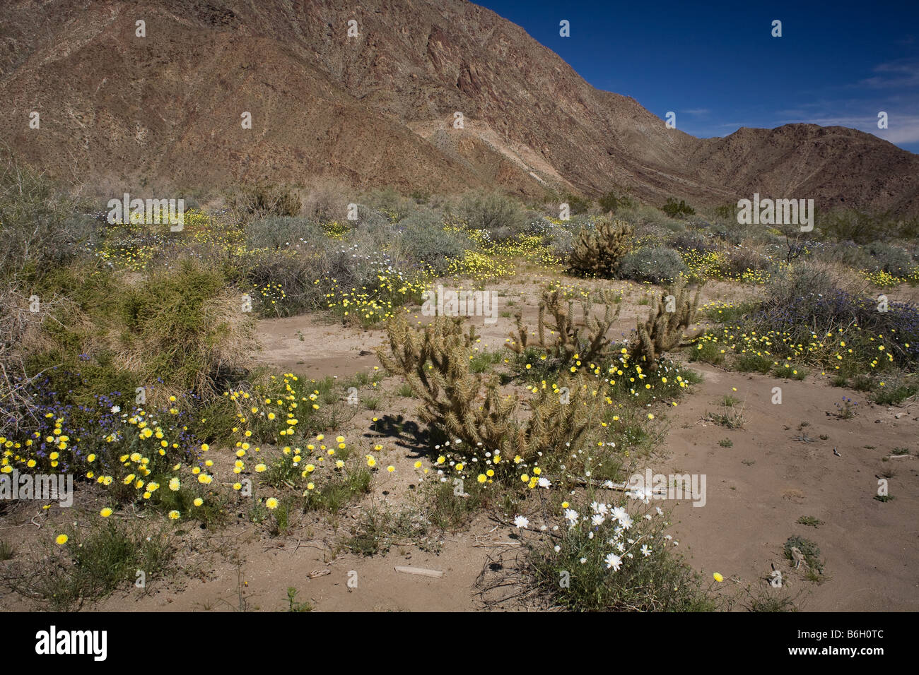 CALIFORNIA Cholla cactus desert chicory and desert dandelion growing at ...