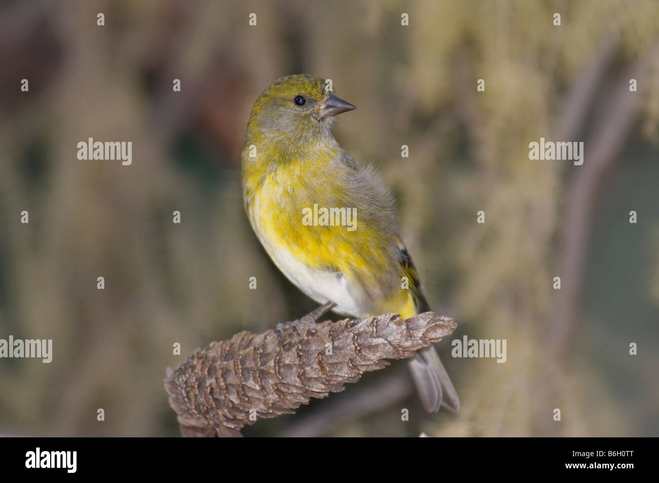 The Hooded Siskin Finch female 'Carduelis magellanica' Stock Photo - Alamy