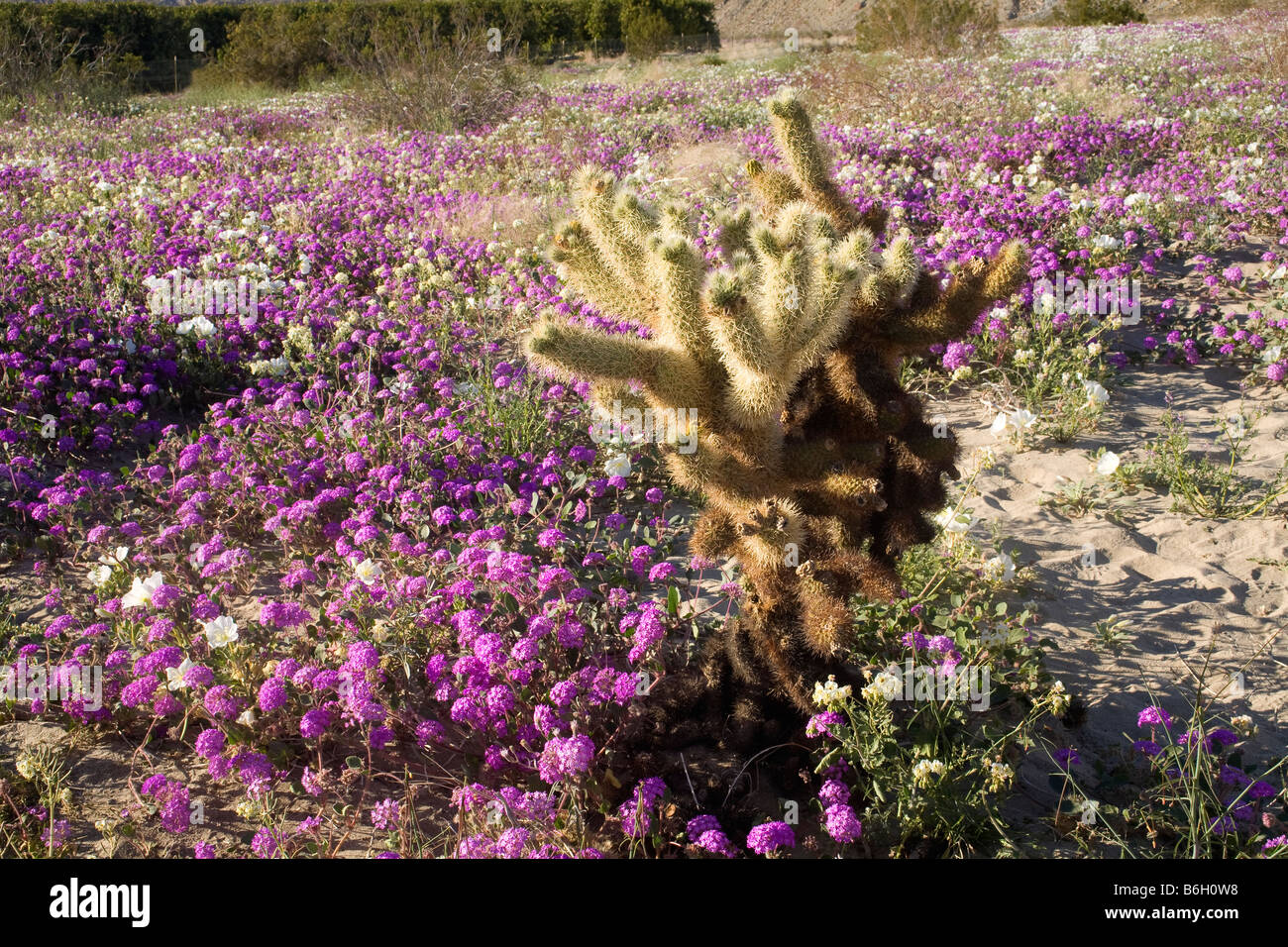 Dune Primrose High Resolution Stock Photography and Images - Alamy