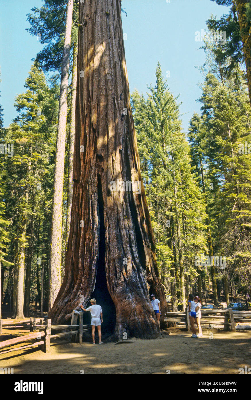 Visitors inspect the inside of a giant redwood in Sequoia National Park ...