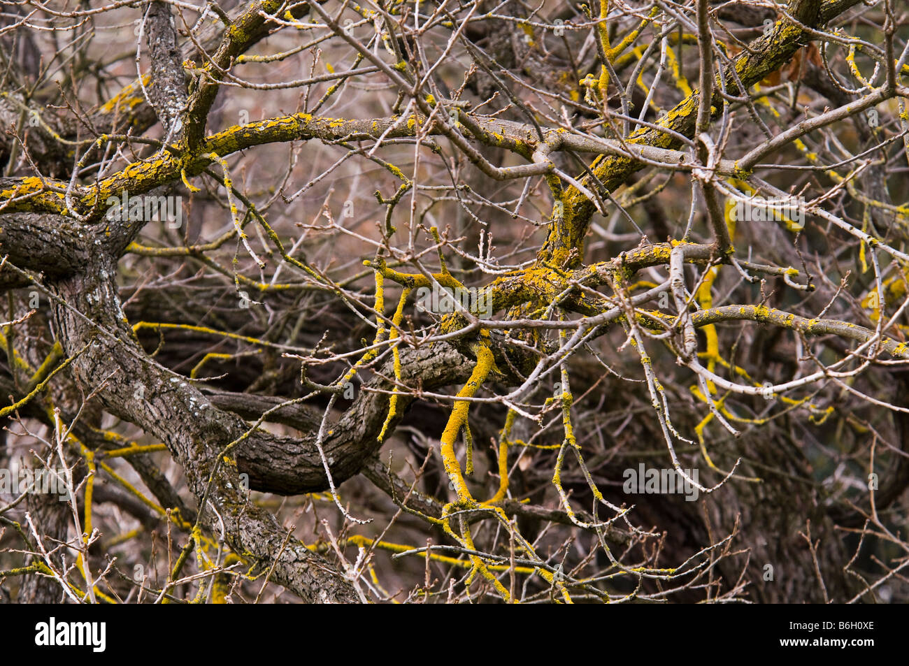 Lichen tree hi-res stock photography and images - Alamy