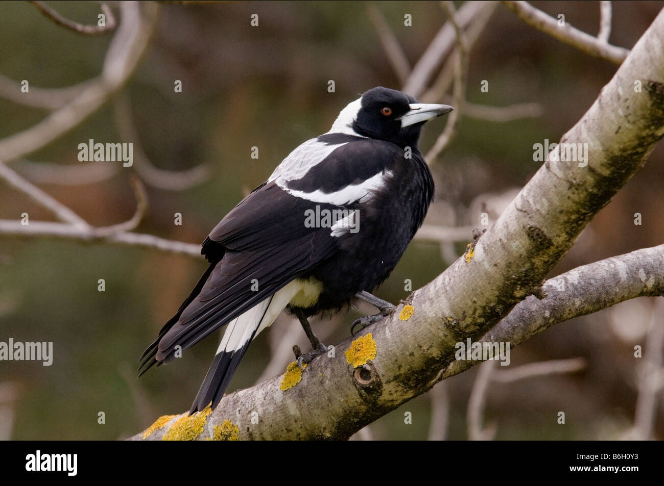 The Australian Magpie 'Gymnorhina tibicen' Stock Photo - Alamy
