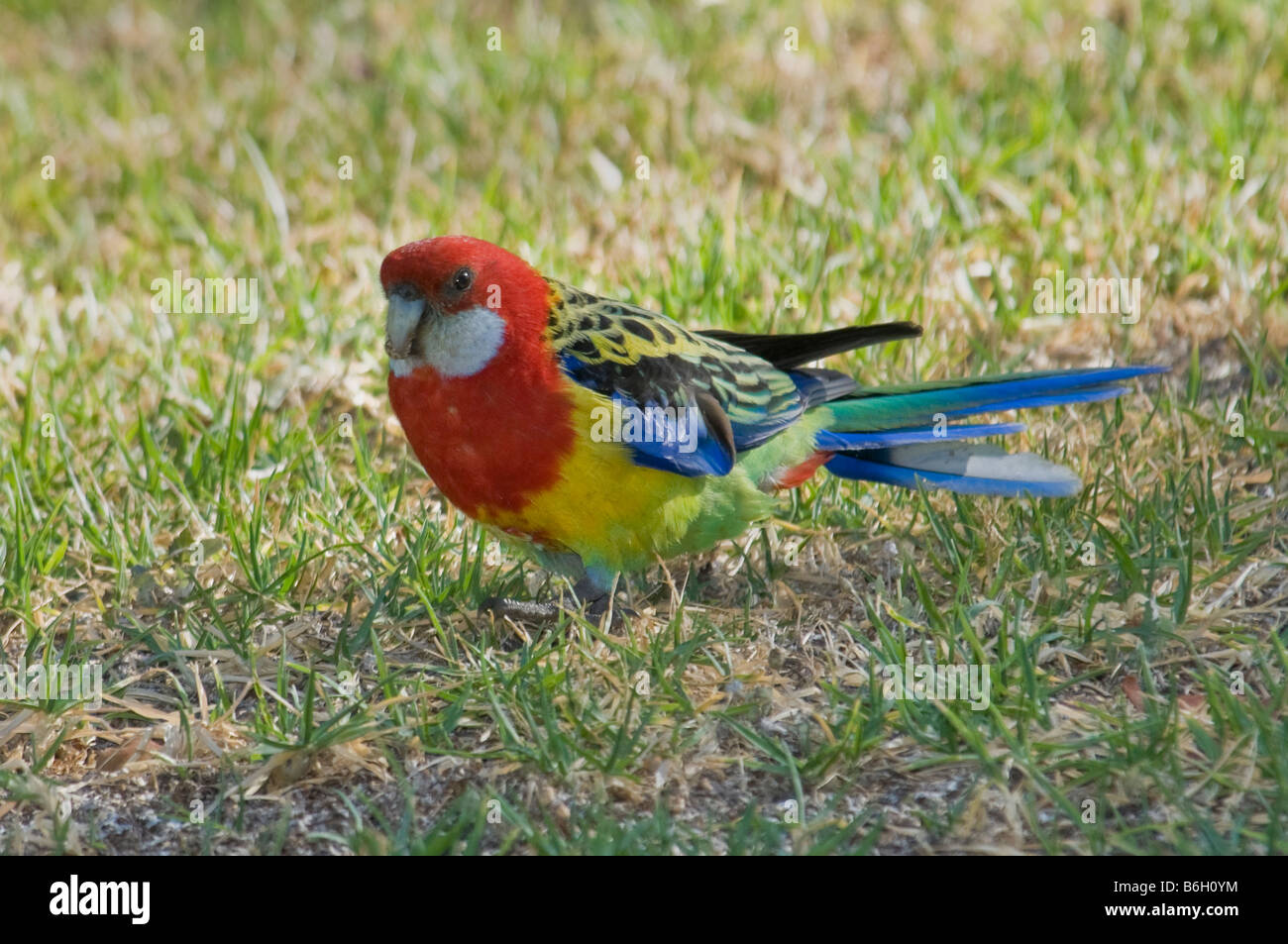 Yellow rosella hi-res stock photography and images - Alamy