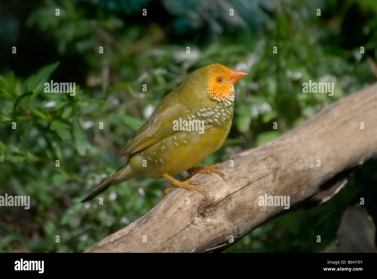 Star finch hi-res stock photography and images - Alamy