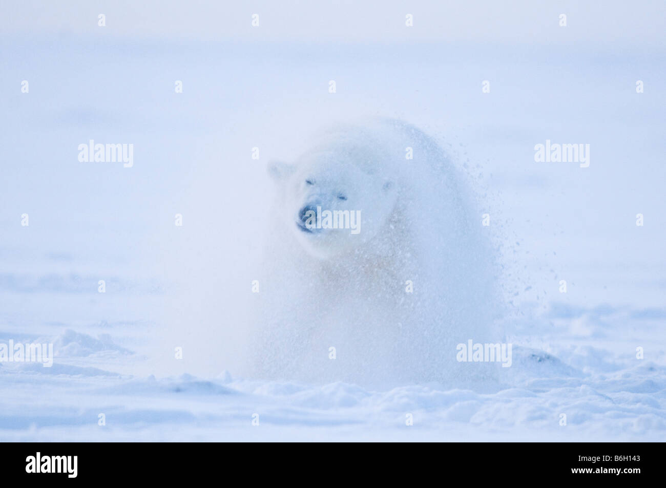 polar bear Ursus maritimus subadult rolls around in the snow shaking ...