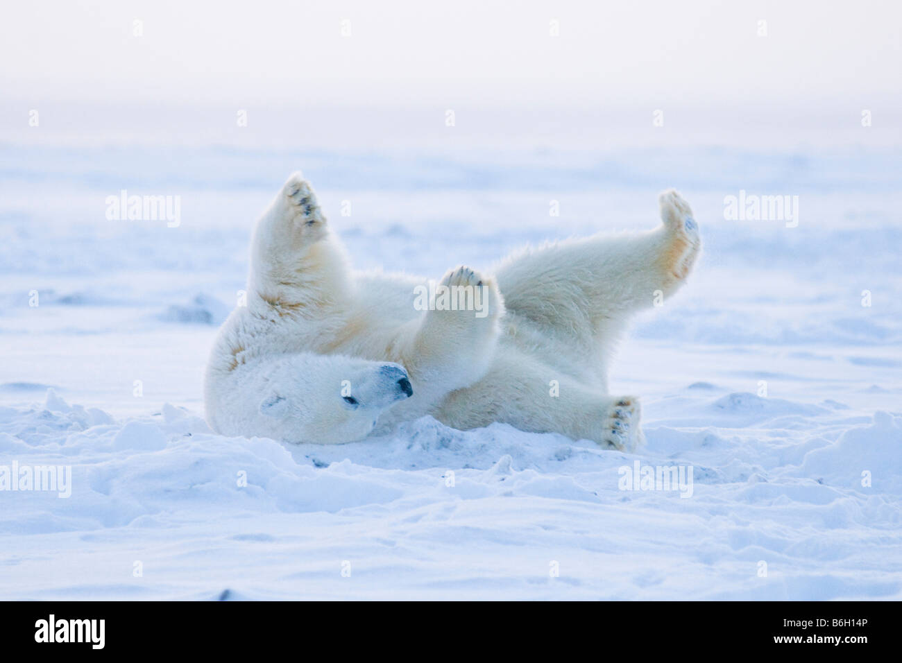 Polar bear stretching rolling in hi-res stock photography and images ...