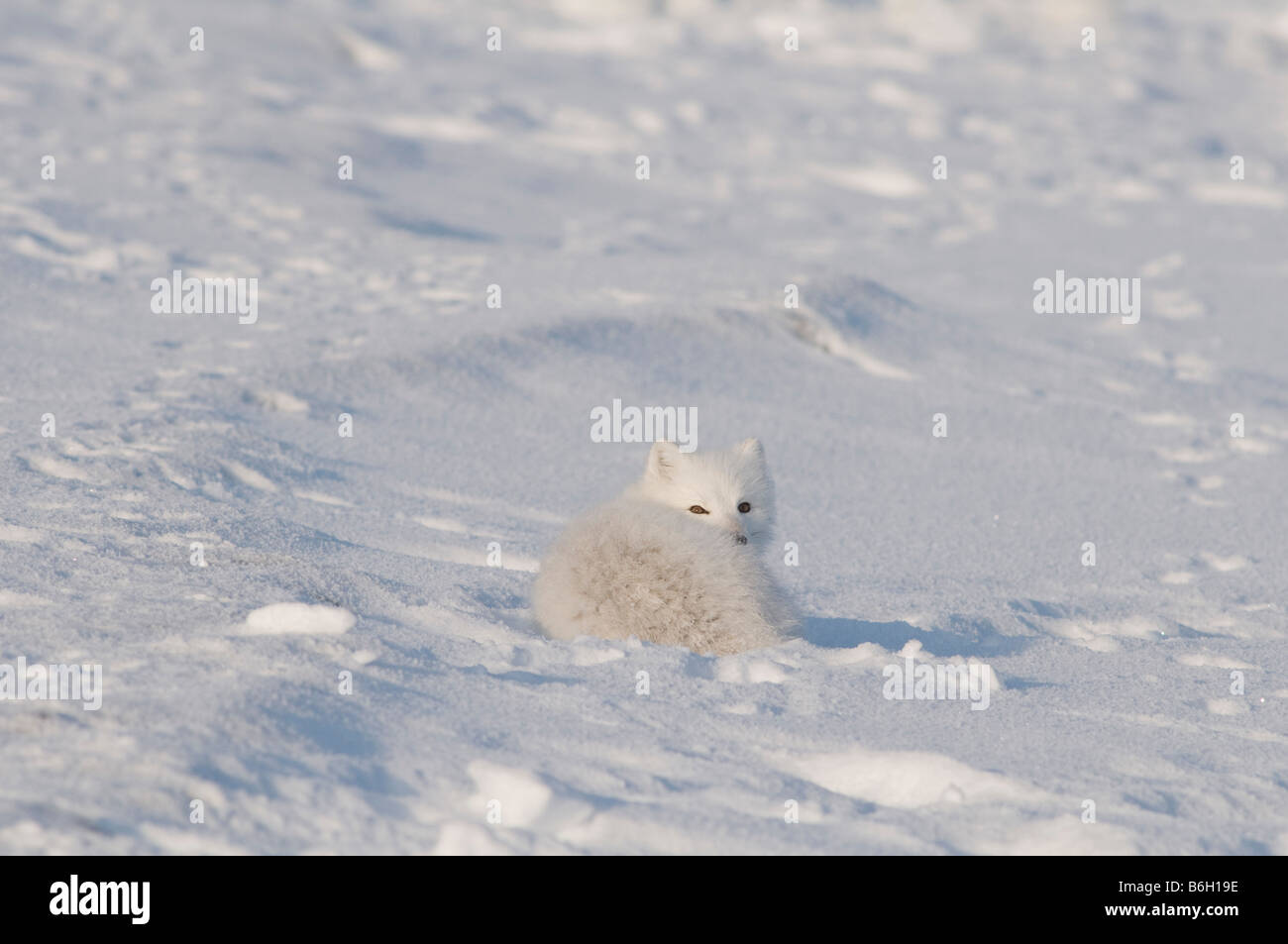 arctic fox Alopex lagopus adult sleeps in the snow along the arctic ...