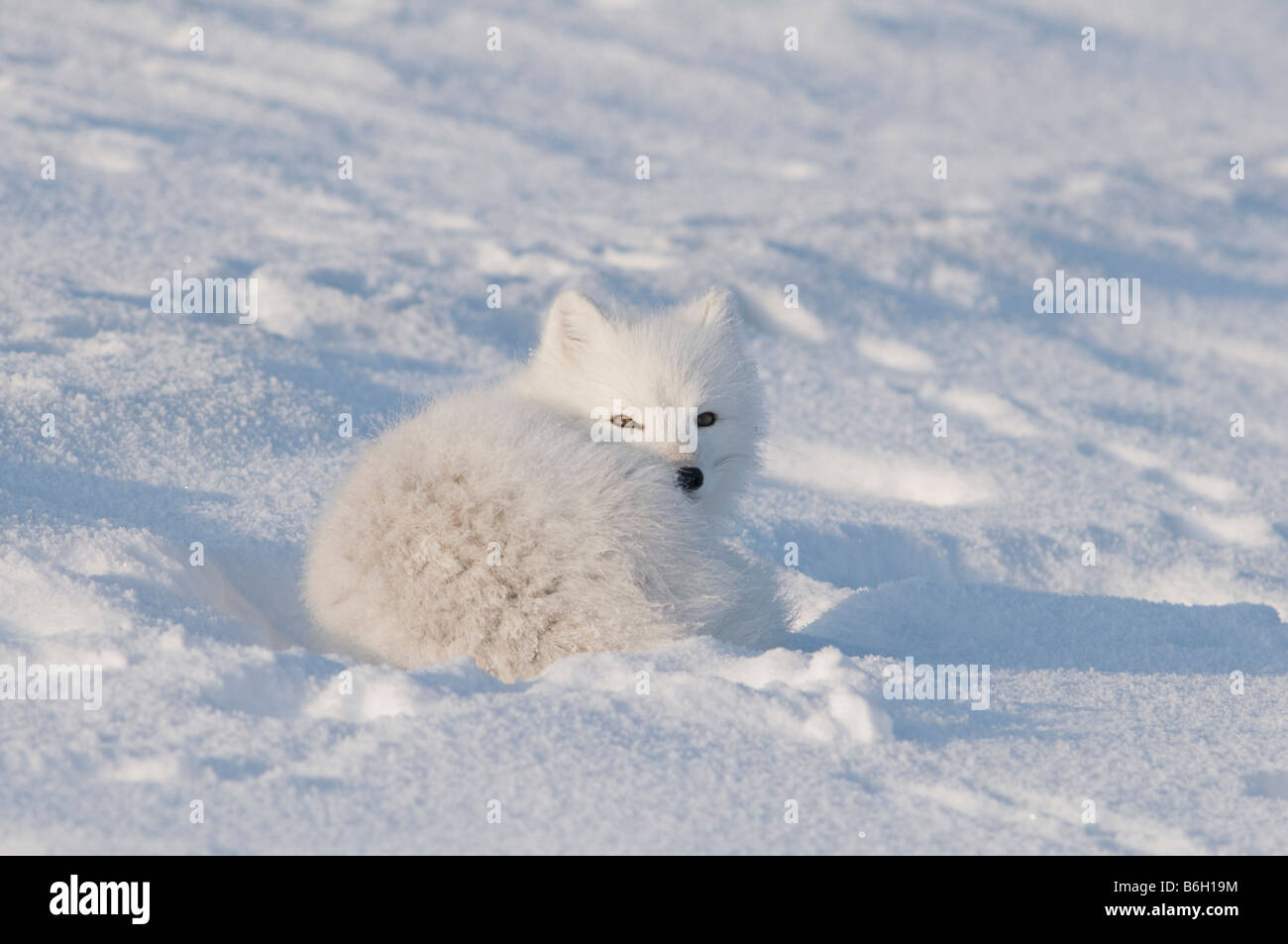arctic fox Alopex lagopus adult sleeps in the snow along the arctic ...