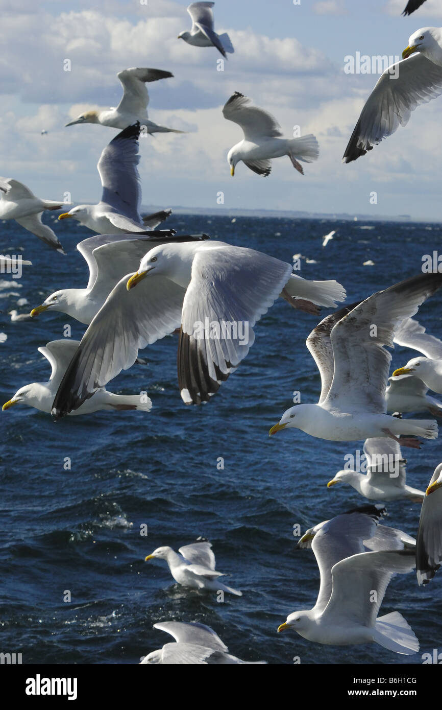 seagull Larus argentatus gabbiano reale adulto uccelli in volo Bass ...