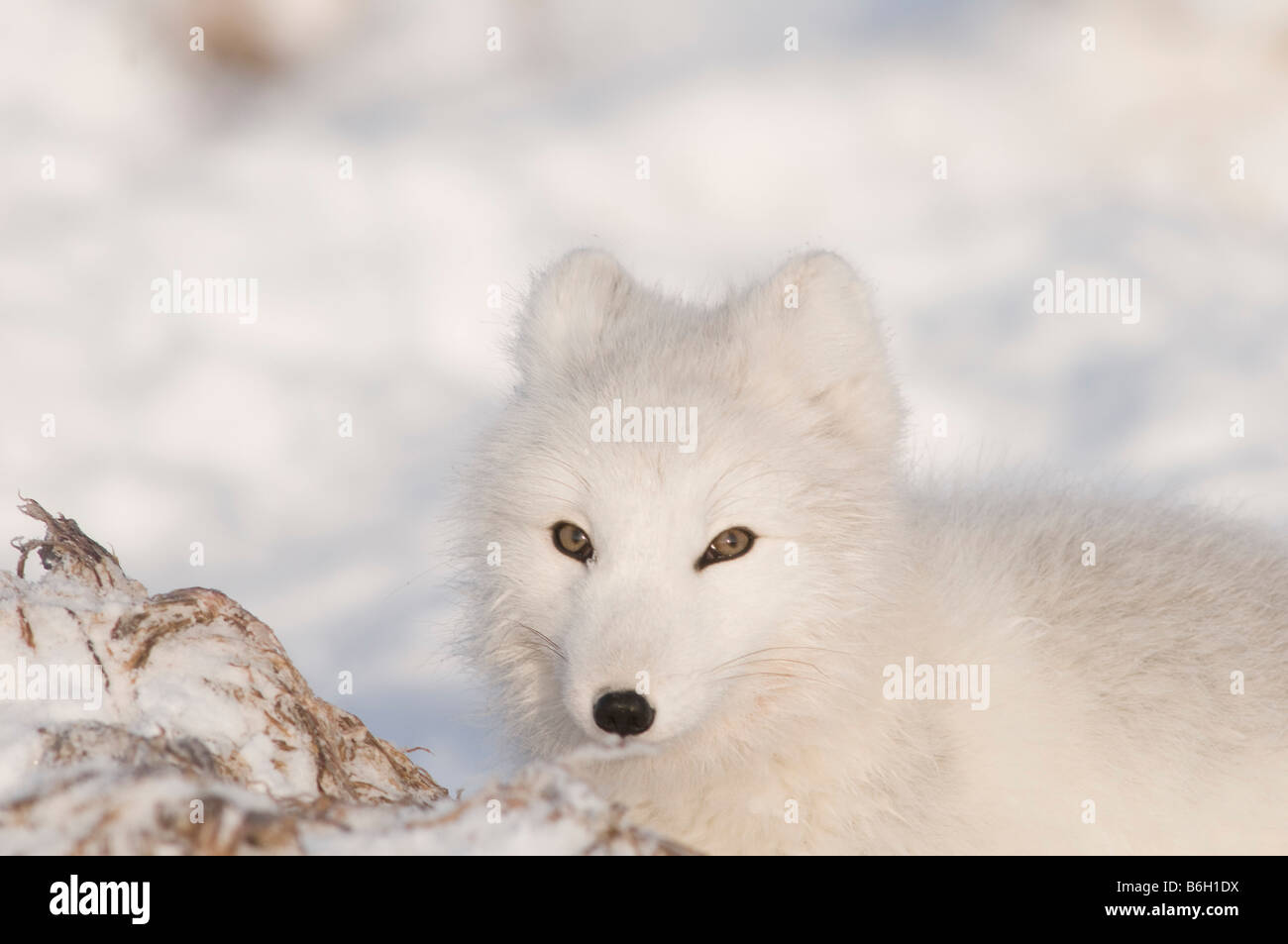Arctic fox eating carcass hi-res stock photography and images - Alamy