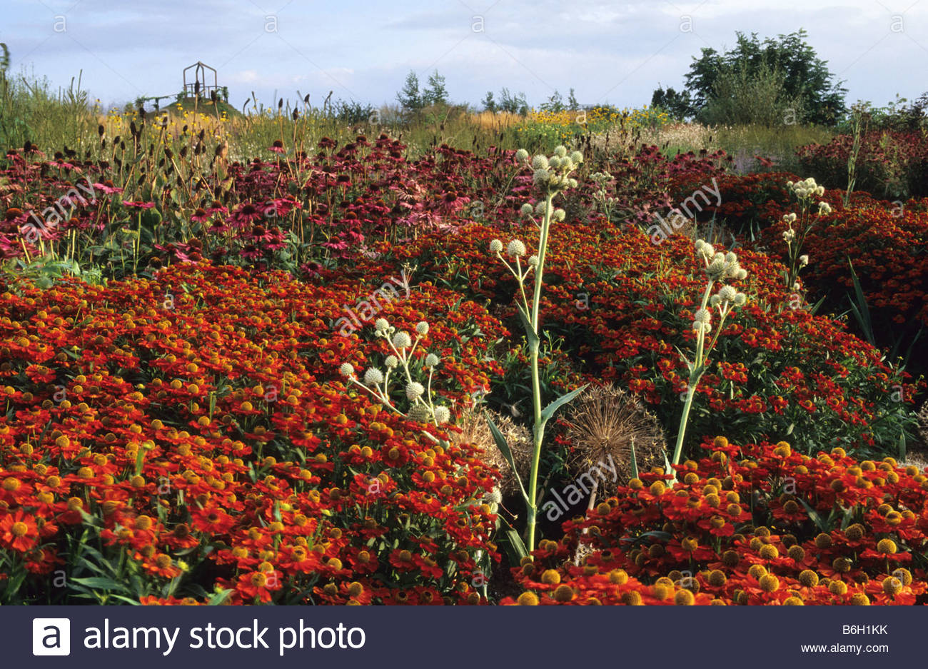 Helenium Rubinzwerg Stock Photos & Helenium Rubinzwerg Stock Images - Alamy