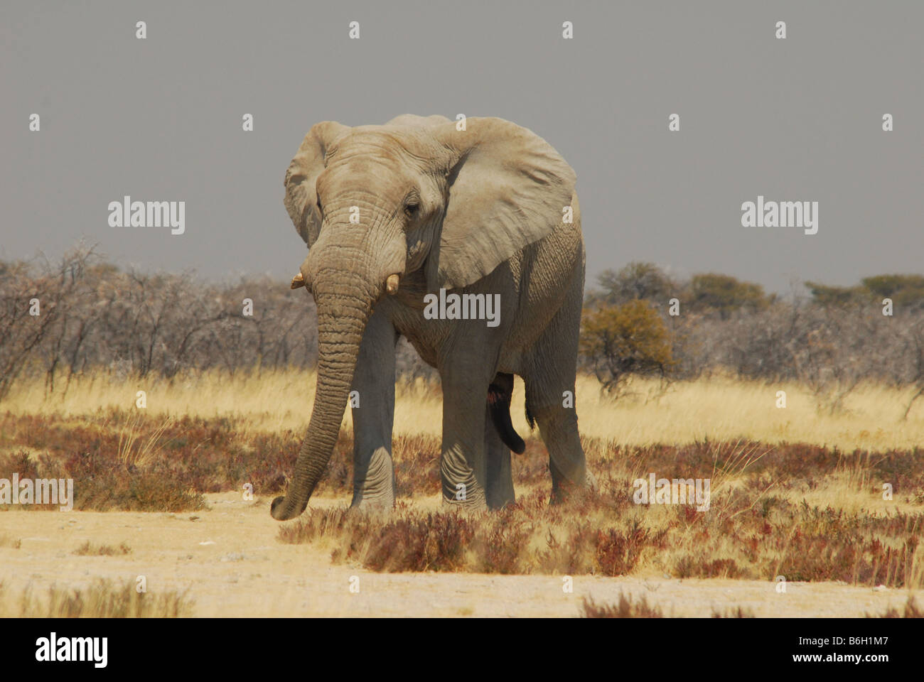 Male elephant hi-res stock photography and images - Alamy