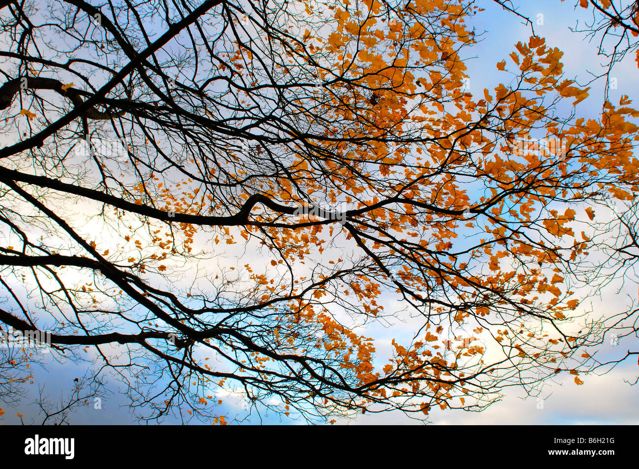 Branches with autumn coloured leaves Stock Photo - Alamy