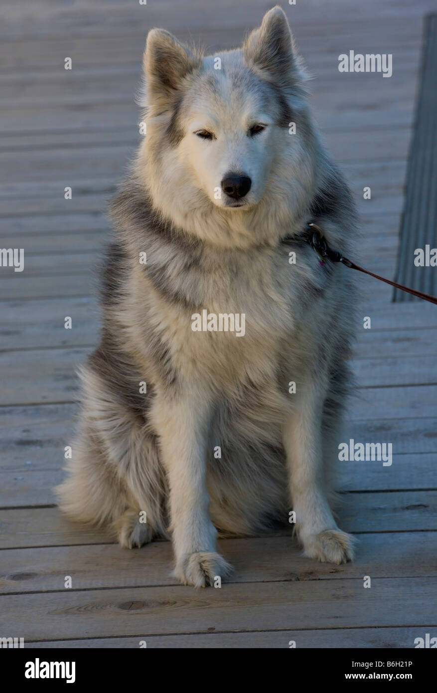 Alaskan Husky Dog Stock Photo - Alamy