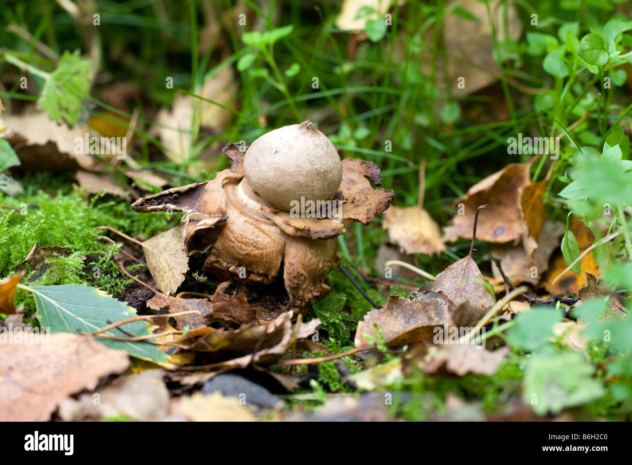 Earth star fungi hi-res stock photography and images - Alamy