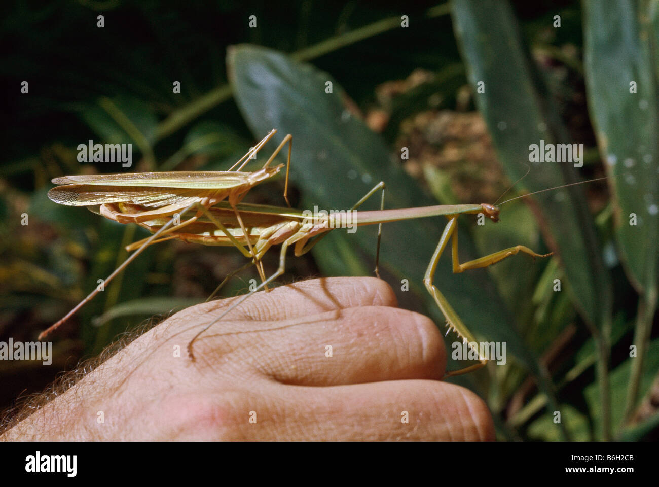 Walking stick insects hi-res stock photography and images - Alamy
