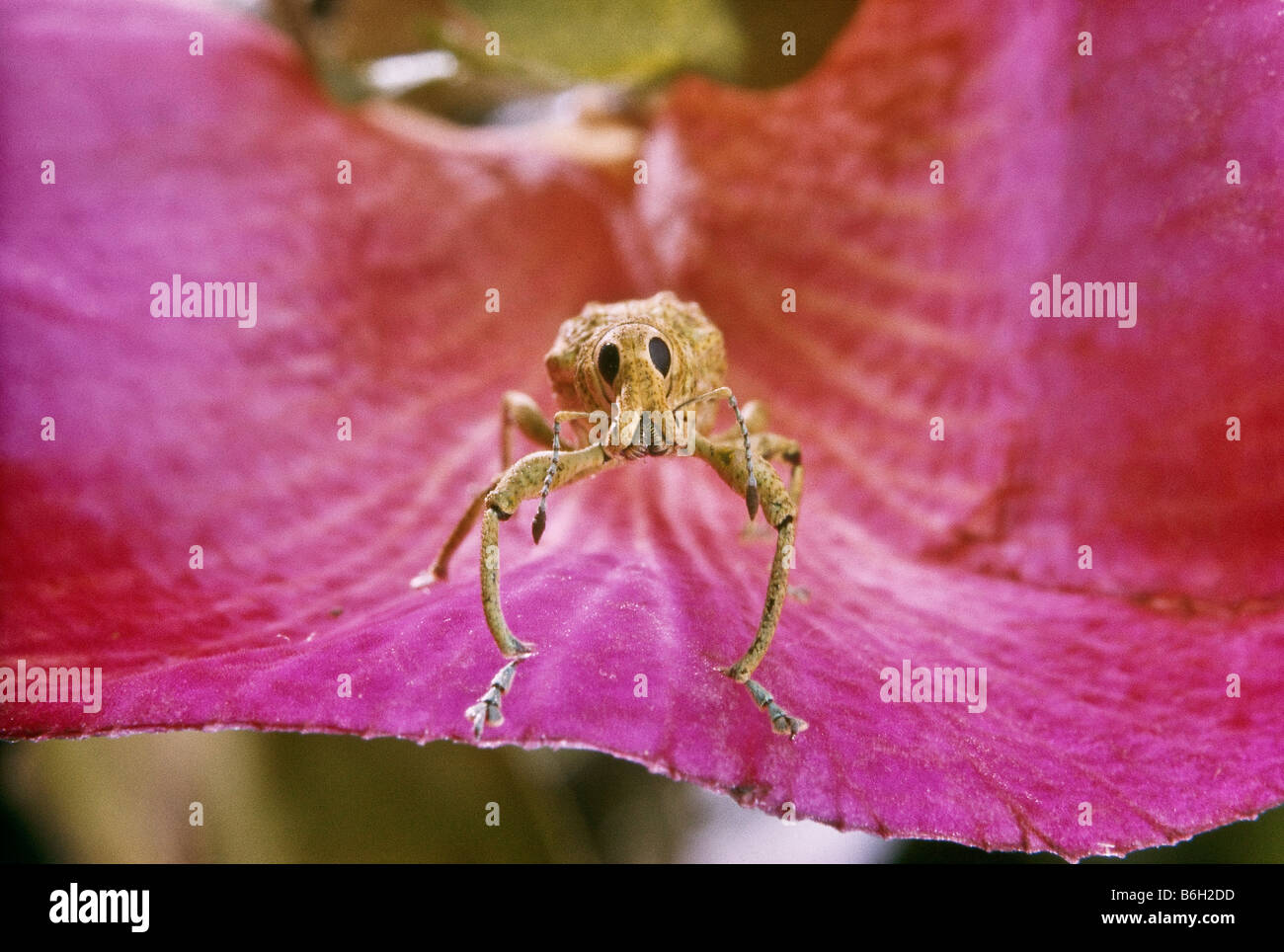 Snout Beetle, Curculionidae: Chloropholus bioculatus sp. Observing with ...