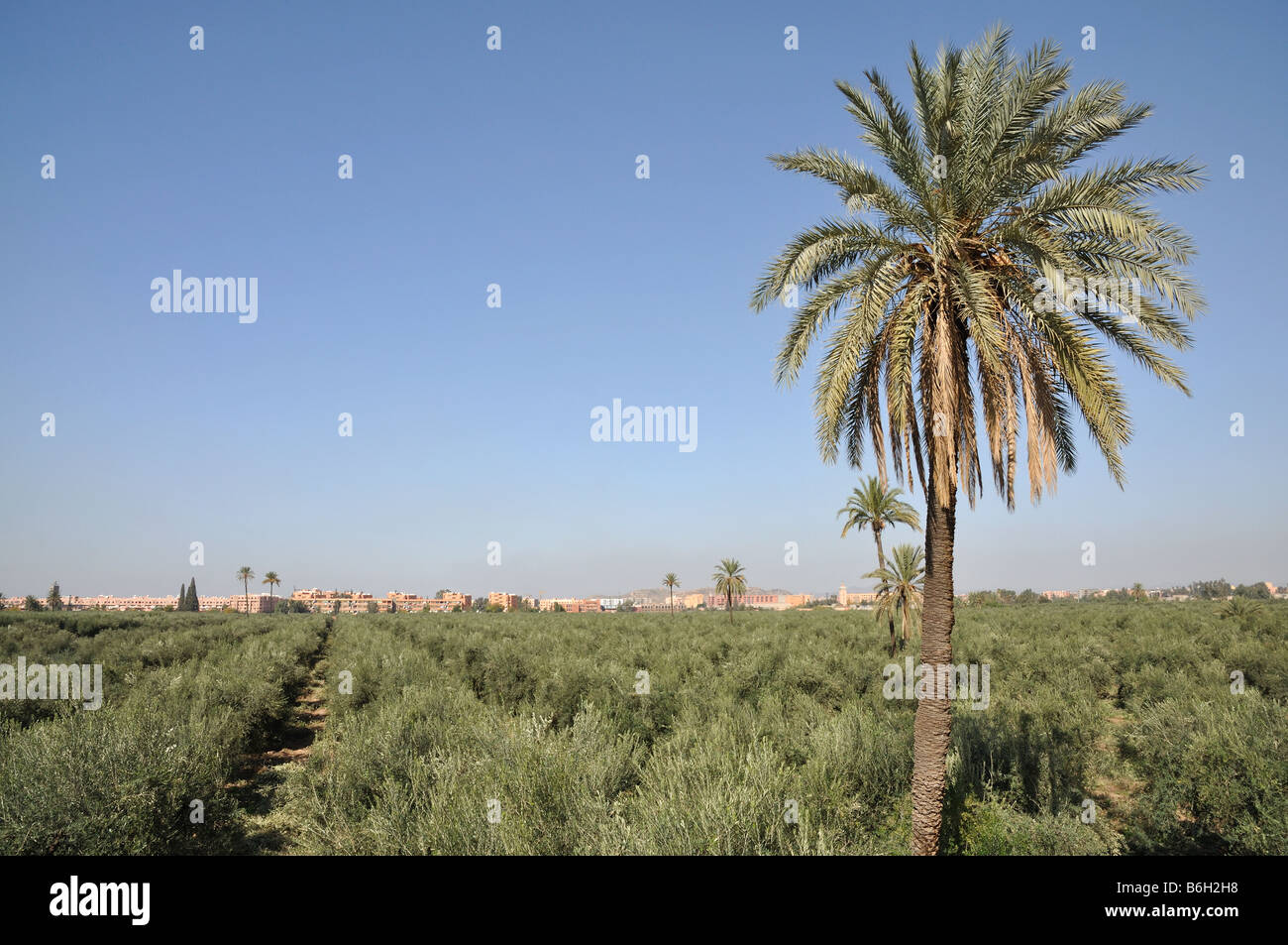 Olive trees morocco hi-res stock photography and images - Alamy