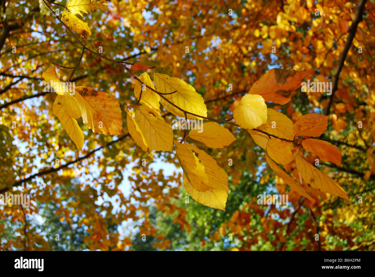 Yellow stems woodland vegetation scenery hi-res stock photography and ...