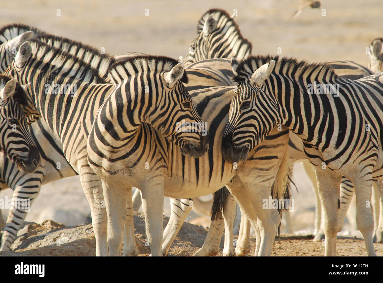 Zebra family at water hole, Etosha National Park, Namibia Stock Photo ...