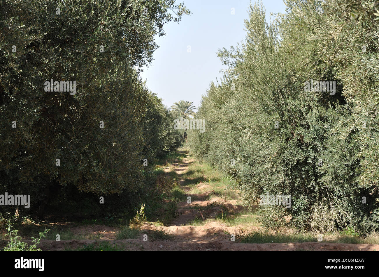 Olive trees plantation in Morocco Stock Photo - Alamy