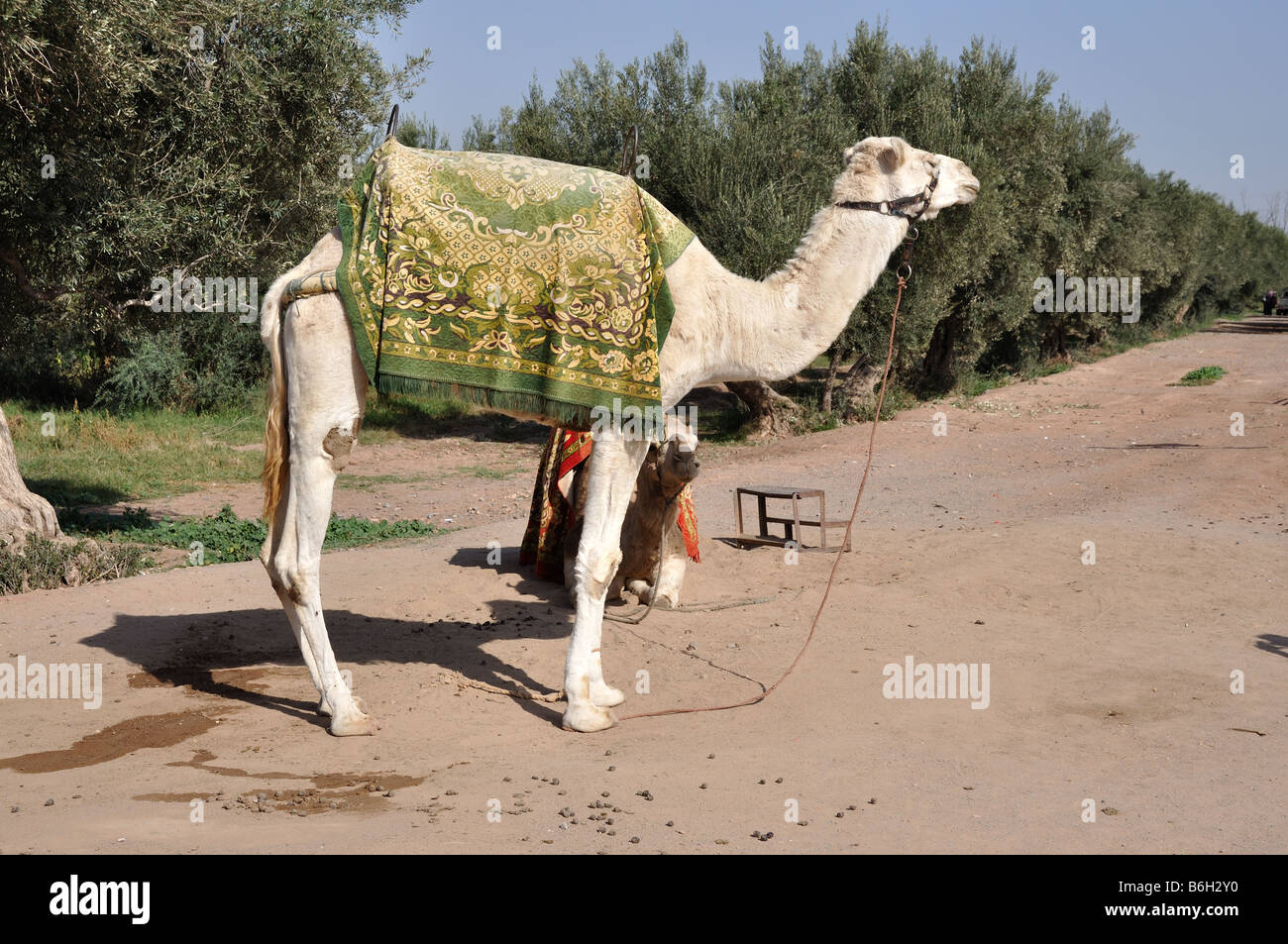 Camel in Marrakech, Morocco Stock Photo - Alamy