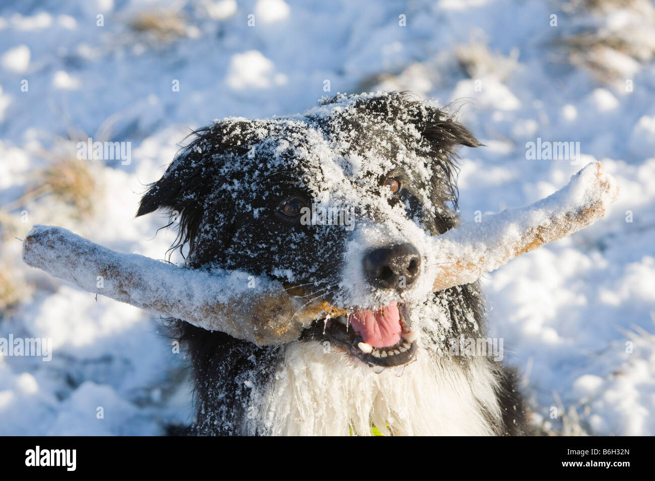 A Border Collie Dog covered in snow and holding a stick Stock Photo - Alamy