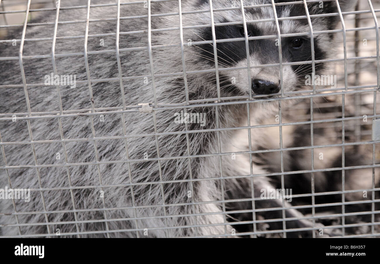 a raccoon caught in a humane trap Stock Photo - Alamy