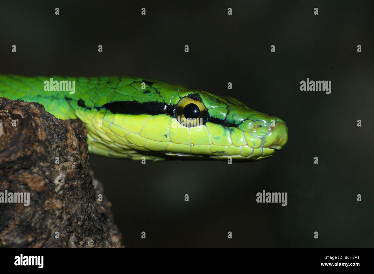 Elaphe Rhadinophis frenata Rein Snake Stock Photo - Alamy