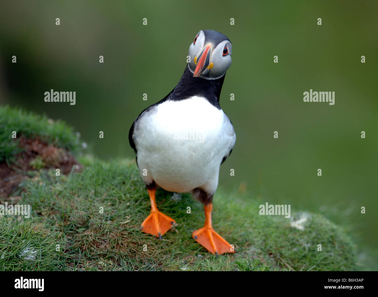 Puffin puffins hi-res stock photography and images - Alamy