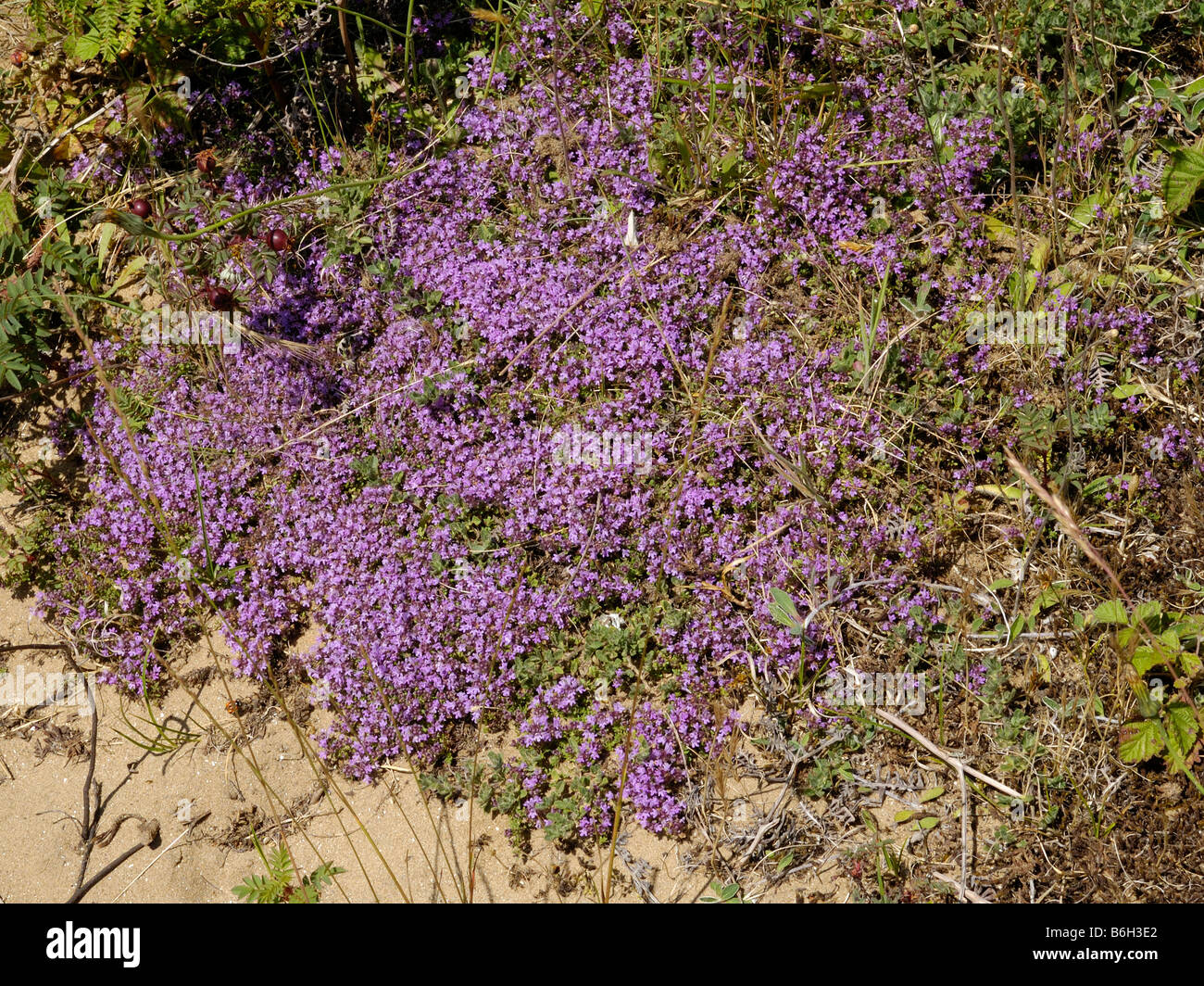 Mother of thyme hi-res stock photography and images - Alamy