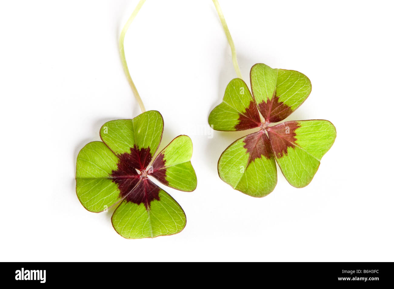 Two four leaf clovers on a white background Stock Photo - Alamy