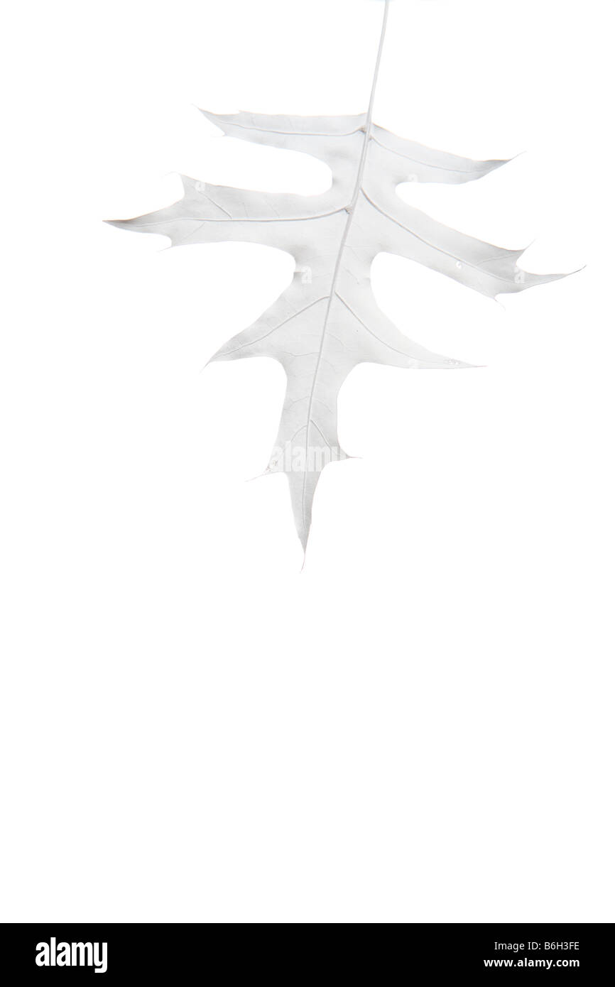 Vertical background christmas tree Black and White Stock Photos ...