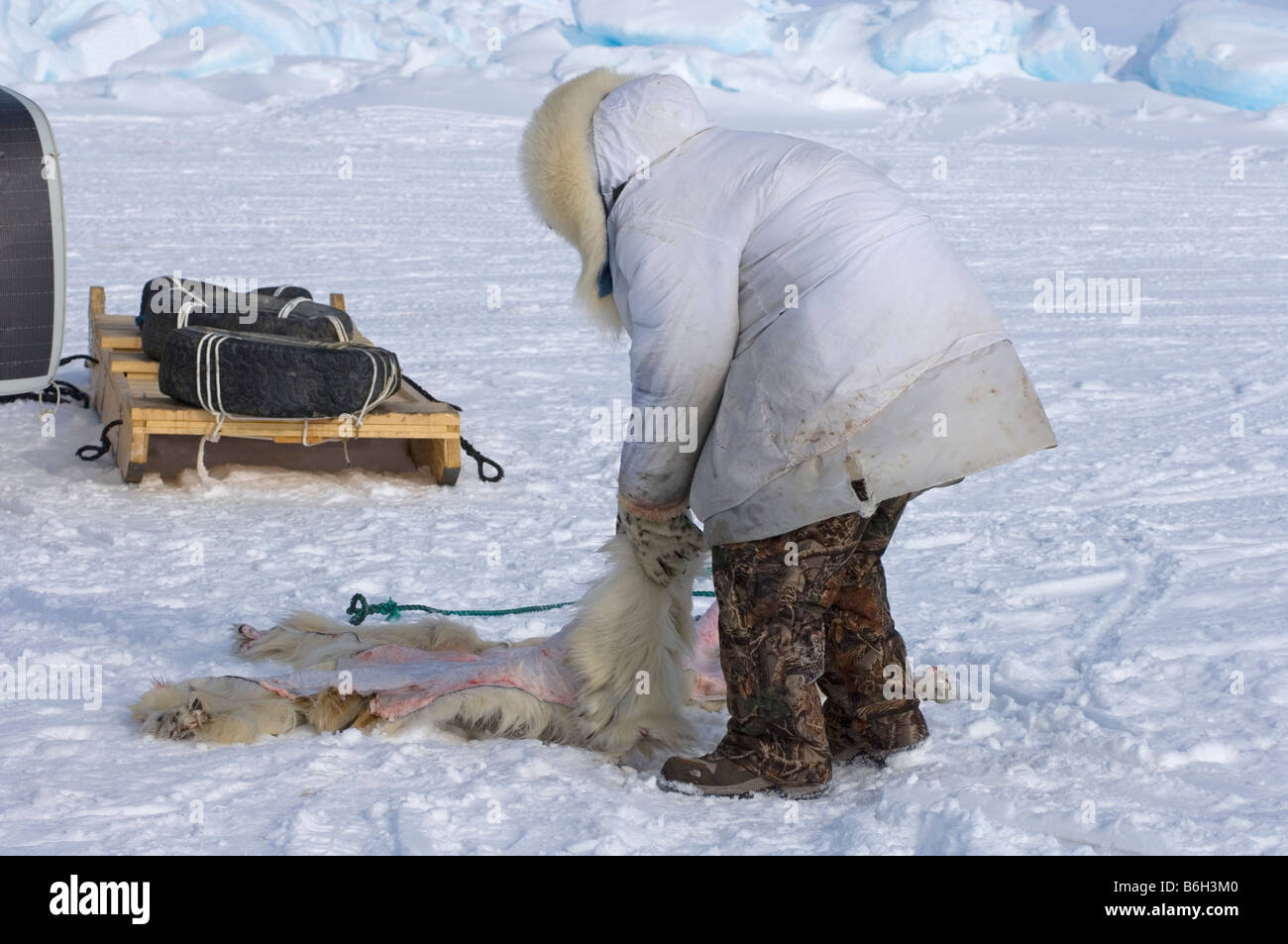 Inupiaq subsistence hunter cleans the hide of a polar bear Ursus ...