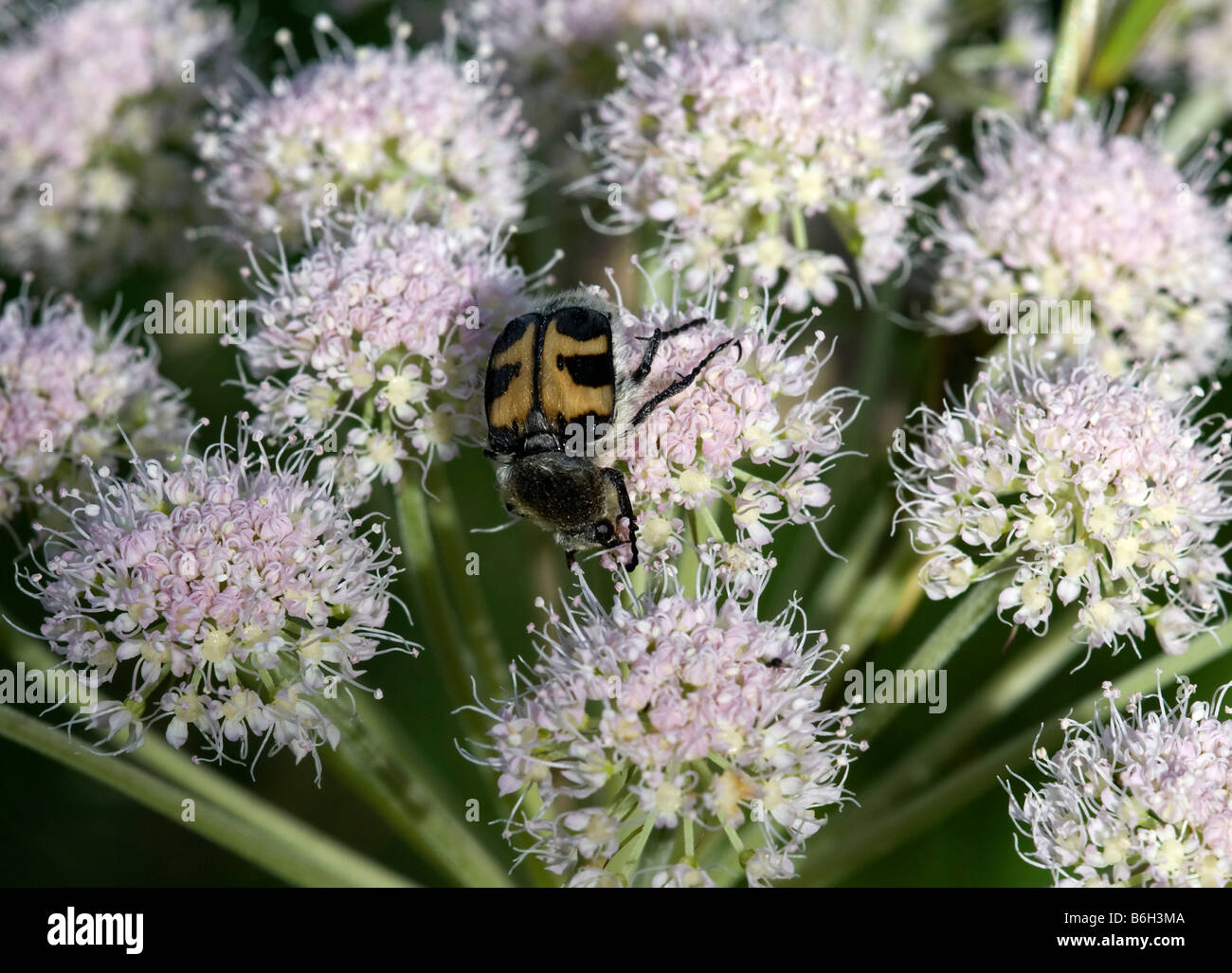 Trichius fasciatus on Angelica sylvestris Stock Photo - Alamy