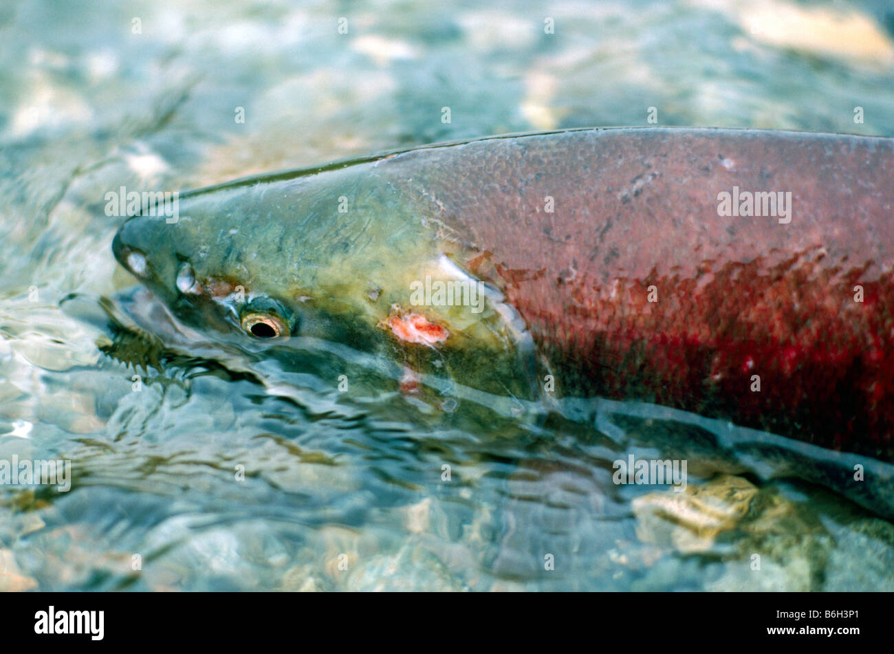 Spawning Sockeye Salmon (Oncorhynchus nerka) Run, Fish swimming ...
