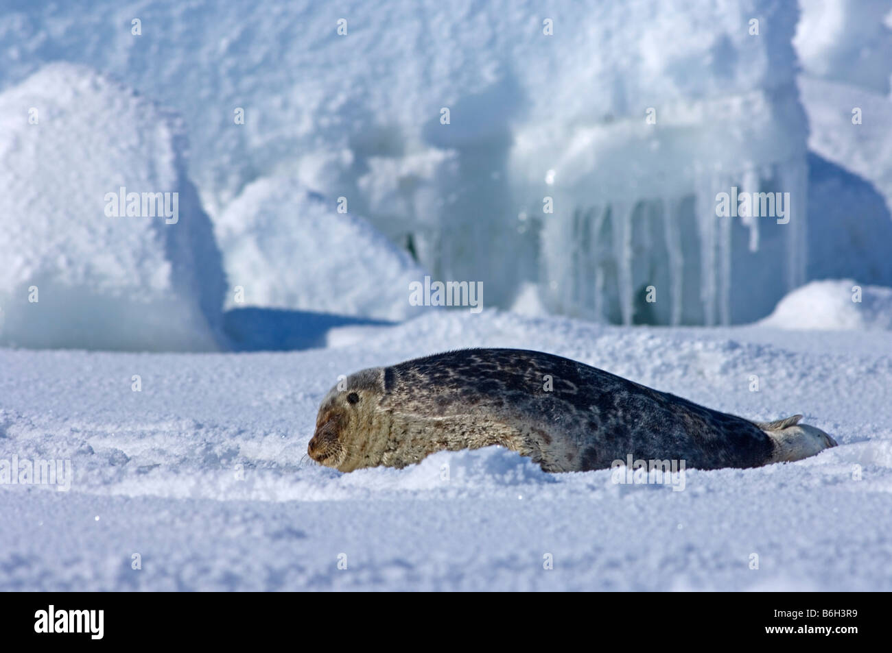 Ringed seal (Phoca hispida) portrait of pup lying on ice, Chukchi Sea ...