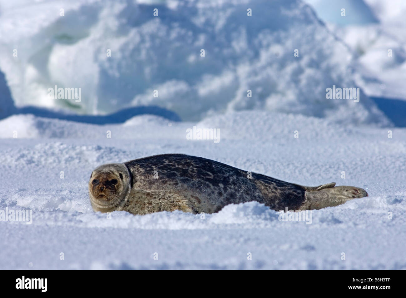 Ringed seal (Phoca hispida) portrait of pup lying on ice, Chukchi Sea ...