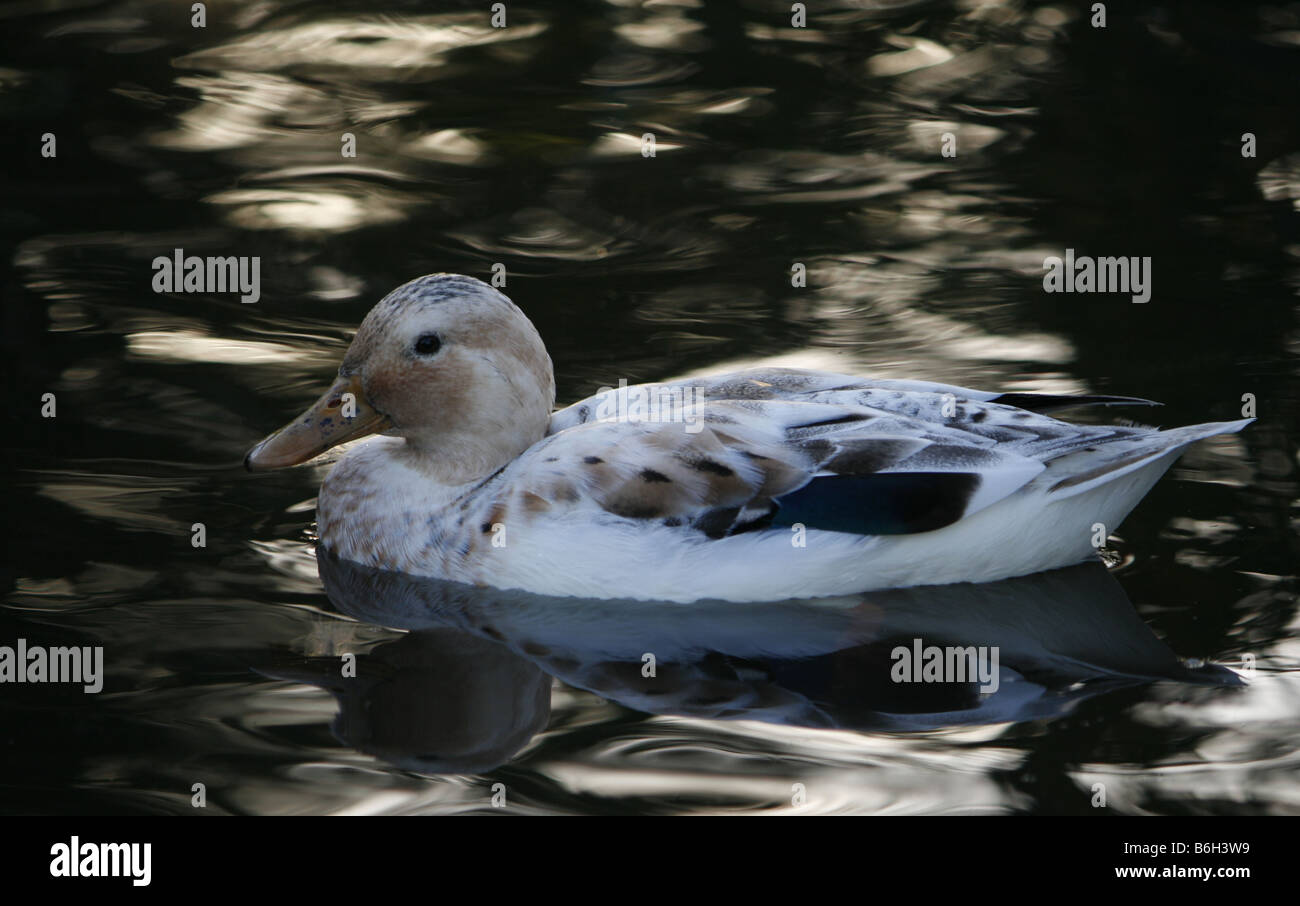 Very beautiful white duck photographed at Martin Mere Wildfowl and ...