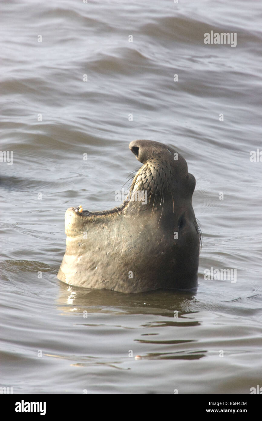Elephant seal yawn hi-res stock photography and images - Alamy