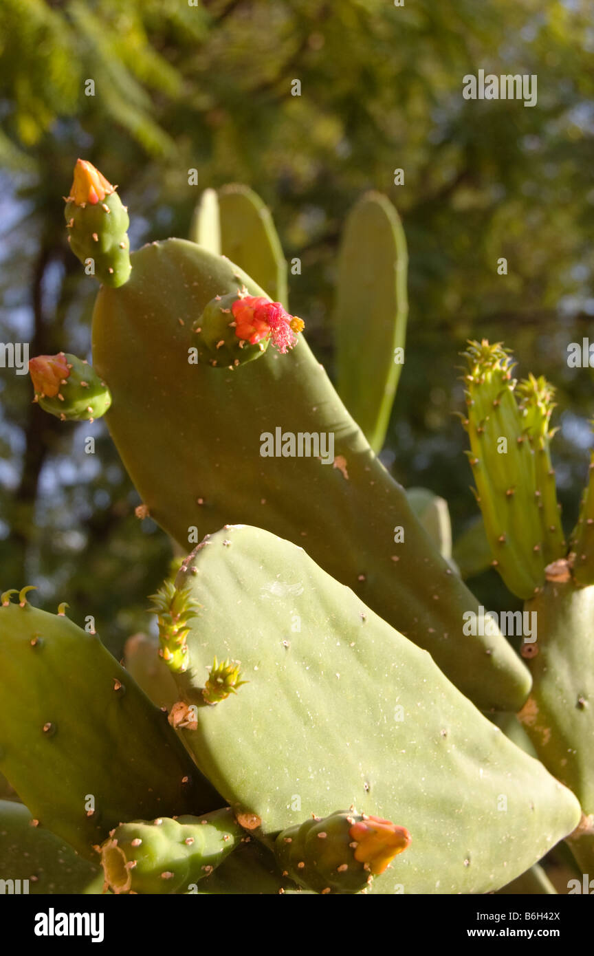 Dehydrated cactus hi-res stock photography and images - Alamy