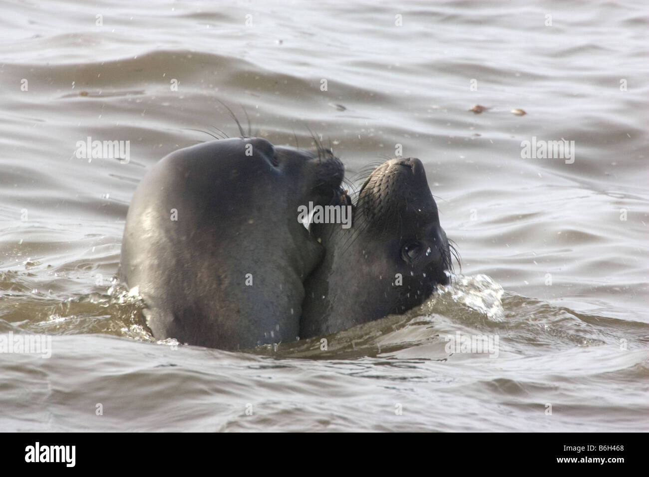 Elephant Seals Tussling in Ocean Stock Photo - Alamy