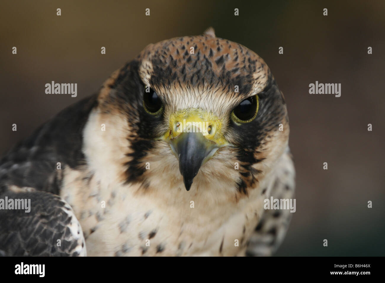 Portrait of a Lanner Falcon (Falco Biarmicus Stock Photo - Alamy